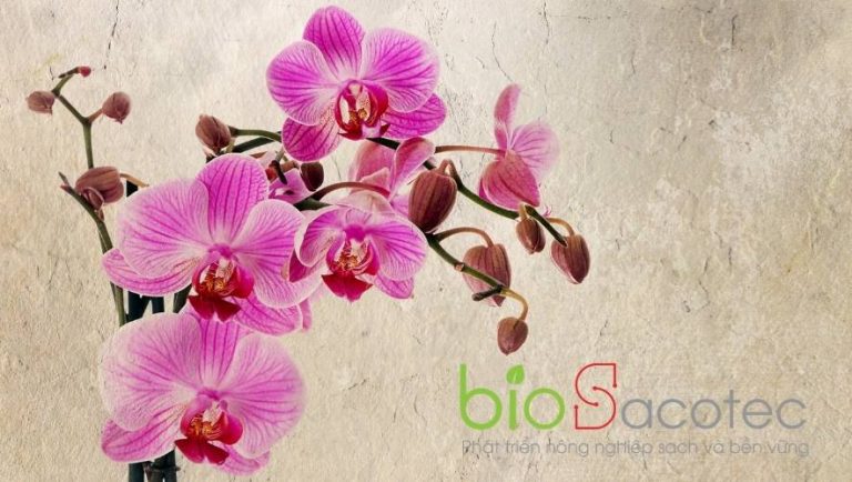 CÁCH TRỒNG PHONG LAN ĐƠN GIẢN TẠI NHÀ – Greenbio