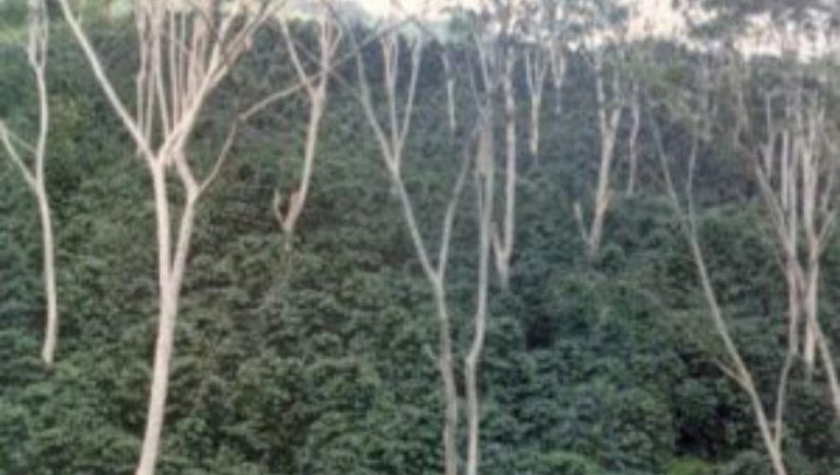 TRỒNG CÂY ĐAI RỪNG, CÂY CHE BÓNG VÀ CÂY PHỦ ĐẤT - Greenbio