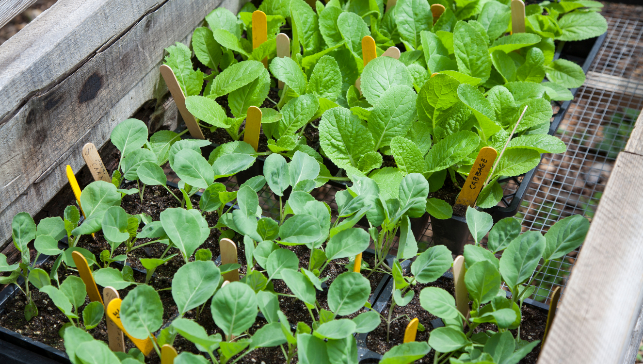 CÁCH TRỒNG XEN CANH RAU HỮU CƠ HIỆU QUẢ - Greenbio